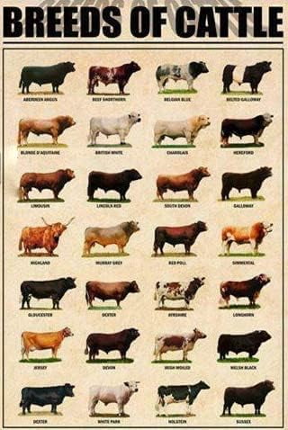 Breeds Of Cattle Metal Tin Signs Retro Cattle Type Guide Infographic ...