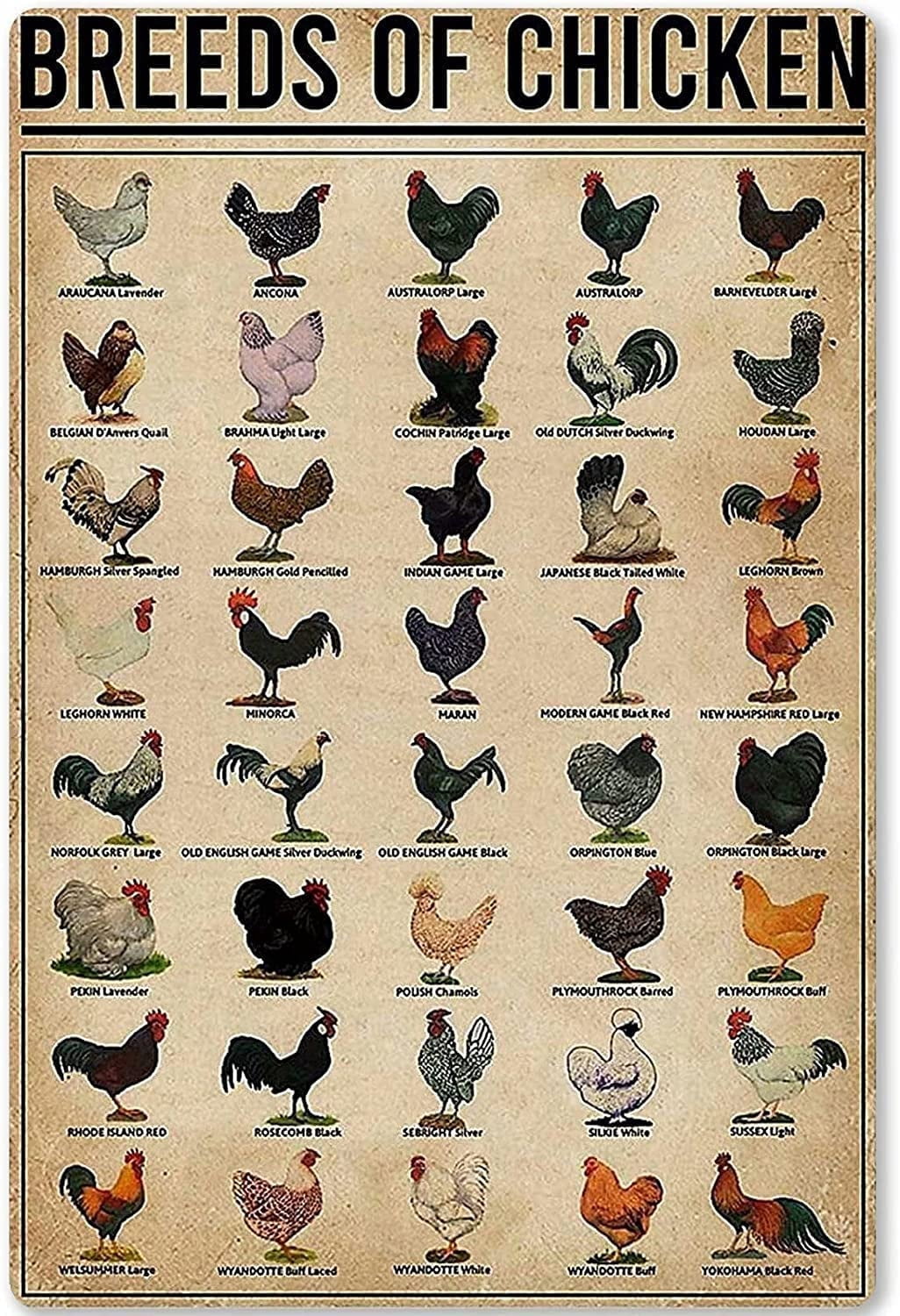 Breeds Of Chicken Metal Sign Wall Decor Chicken Lore Retro Plaques ...