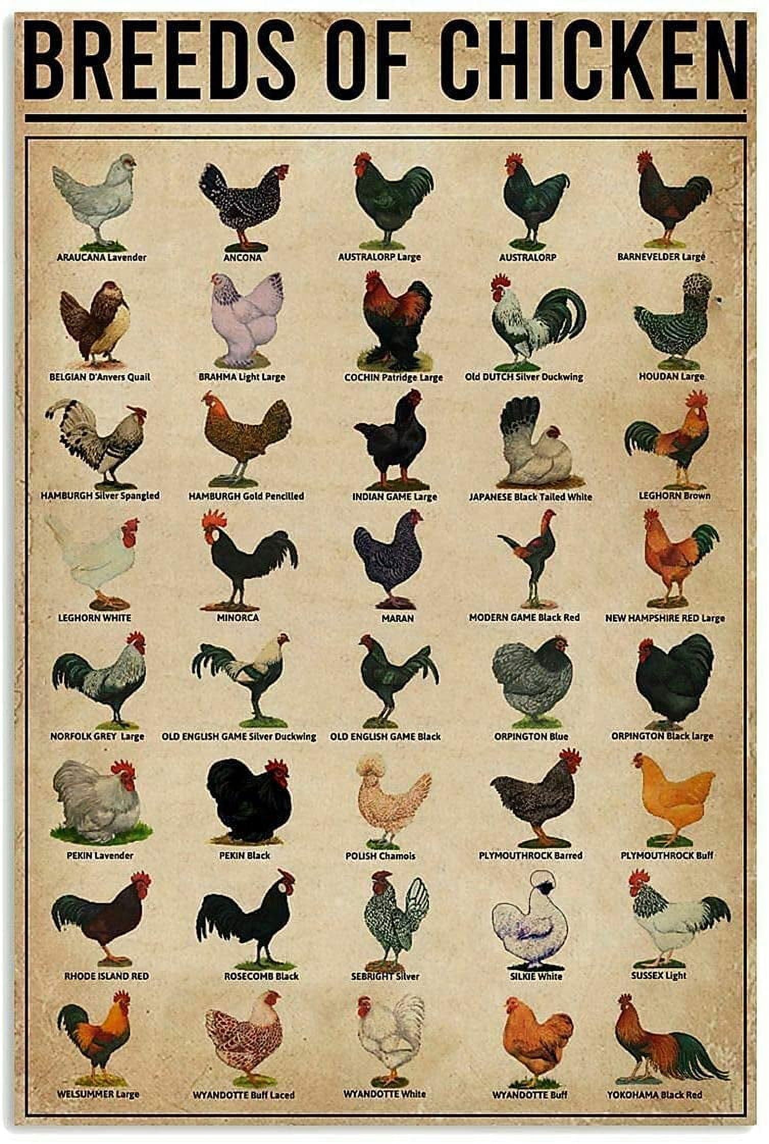 Vintage Chicken Breeds Metal Tin Sign, Rustic Farmhouse Wall Art Decor ...