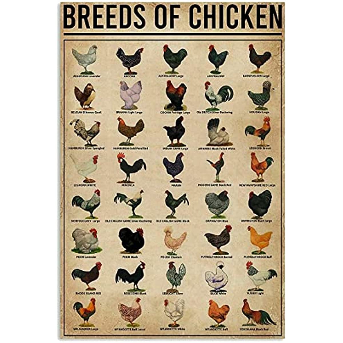 Breeds of Chickens Poster Wall Art Home Decor Vintage Iron Painting ...