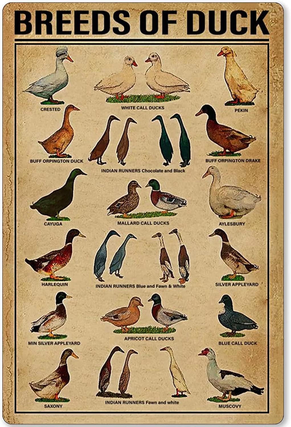 Breeds Of Duck Retro Metal Sign Wall Decor Duck Knowledge Plaques Duck ...