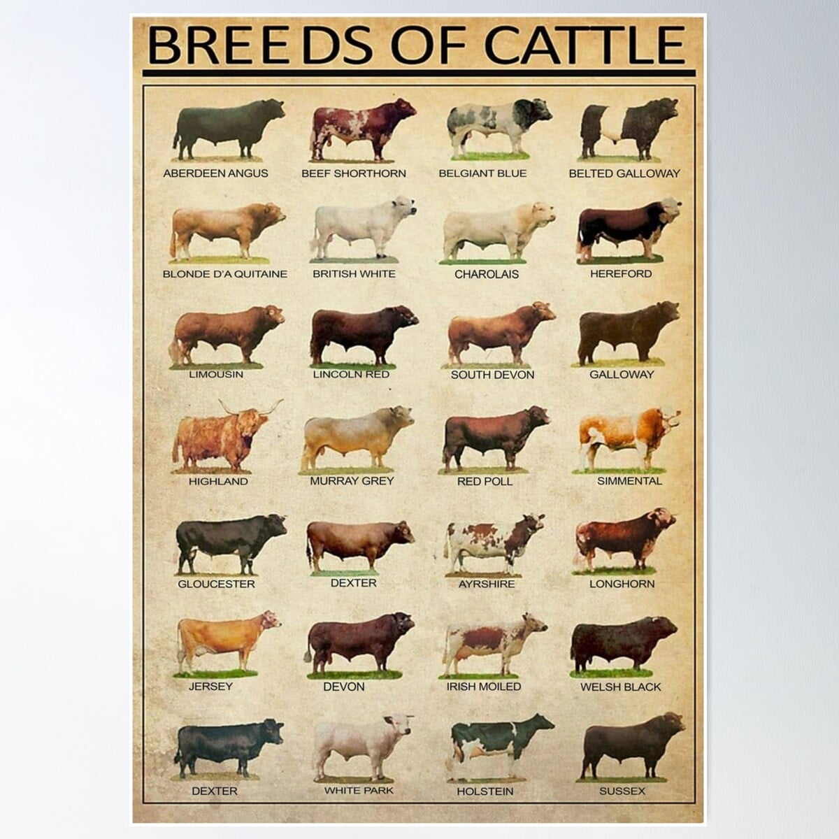 Breeds Of Beef Cattle Poster Poster Wall Art, Modern Wall Decor For ...