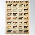 Breeds Of Beef Cattle Poster Wall Art Modern Wall Decor For Living Room ...