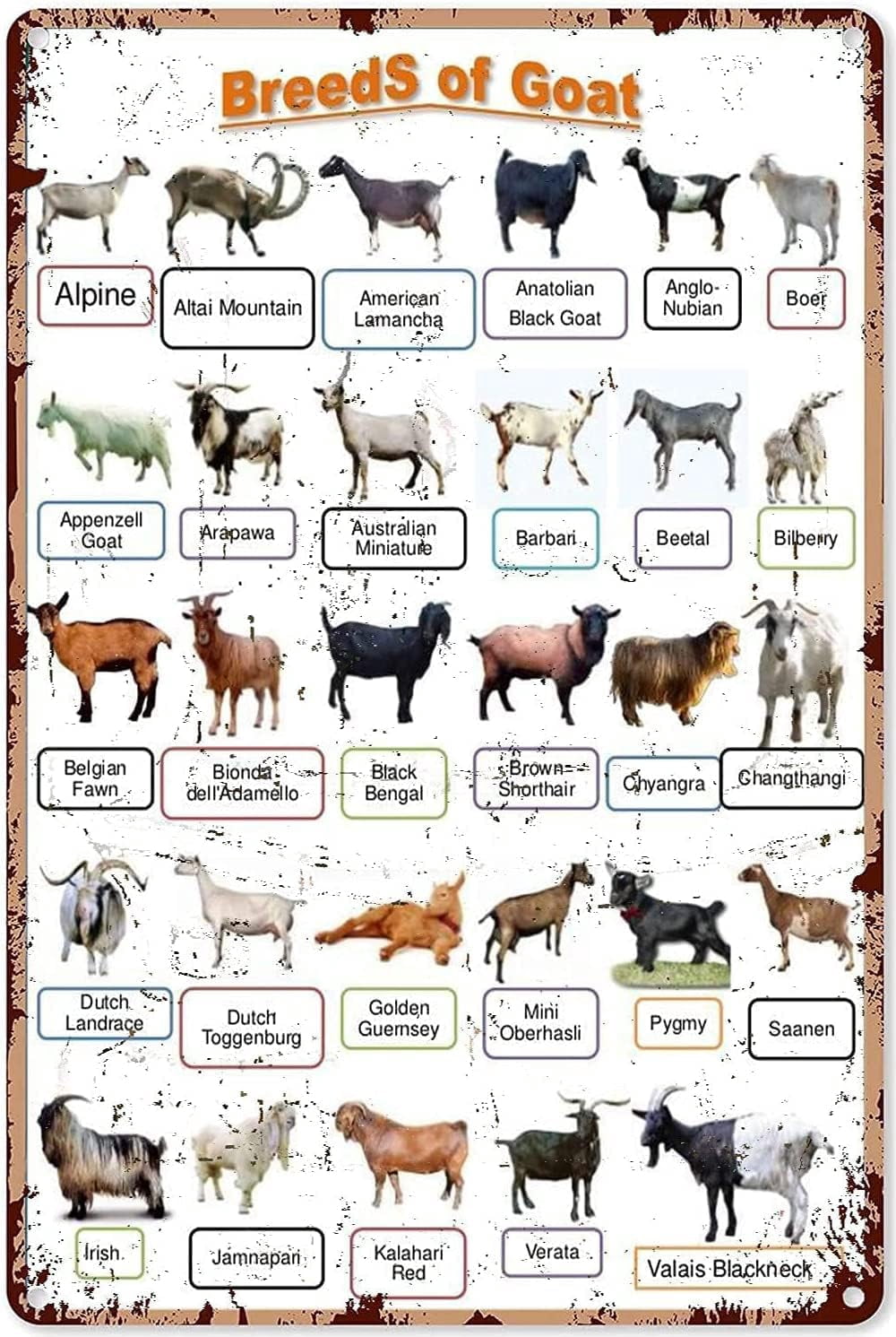 Breeds Of Goat Metal Tin Signs Vintage Poster Plaque Wall Decor Gift ...