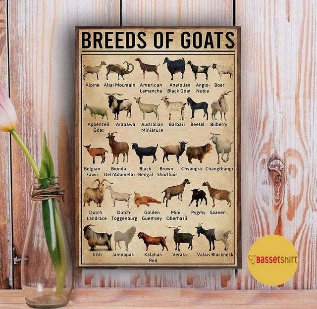 Breeds Of Goat Poster Home Decor, Vintage Art Print, Haging Poster ...