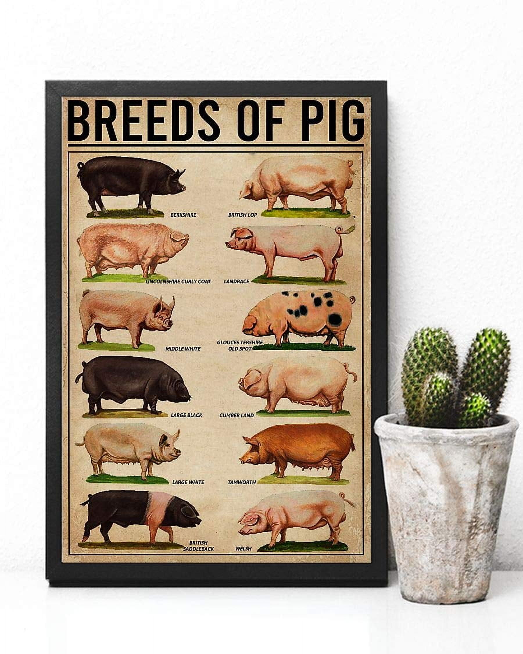 Breeds Of Pig Satin Poster Wall Art Decor 24 x 36 Inch Poster - Walmart.com