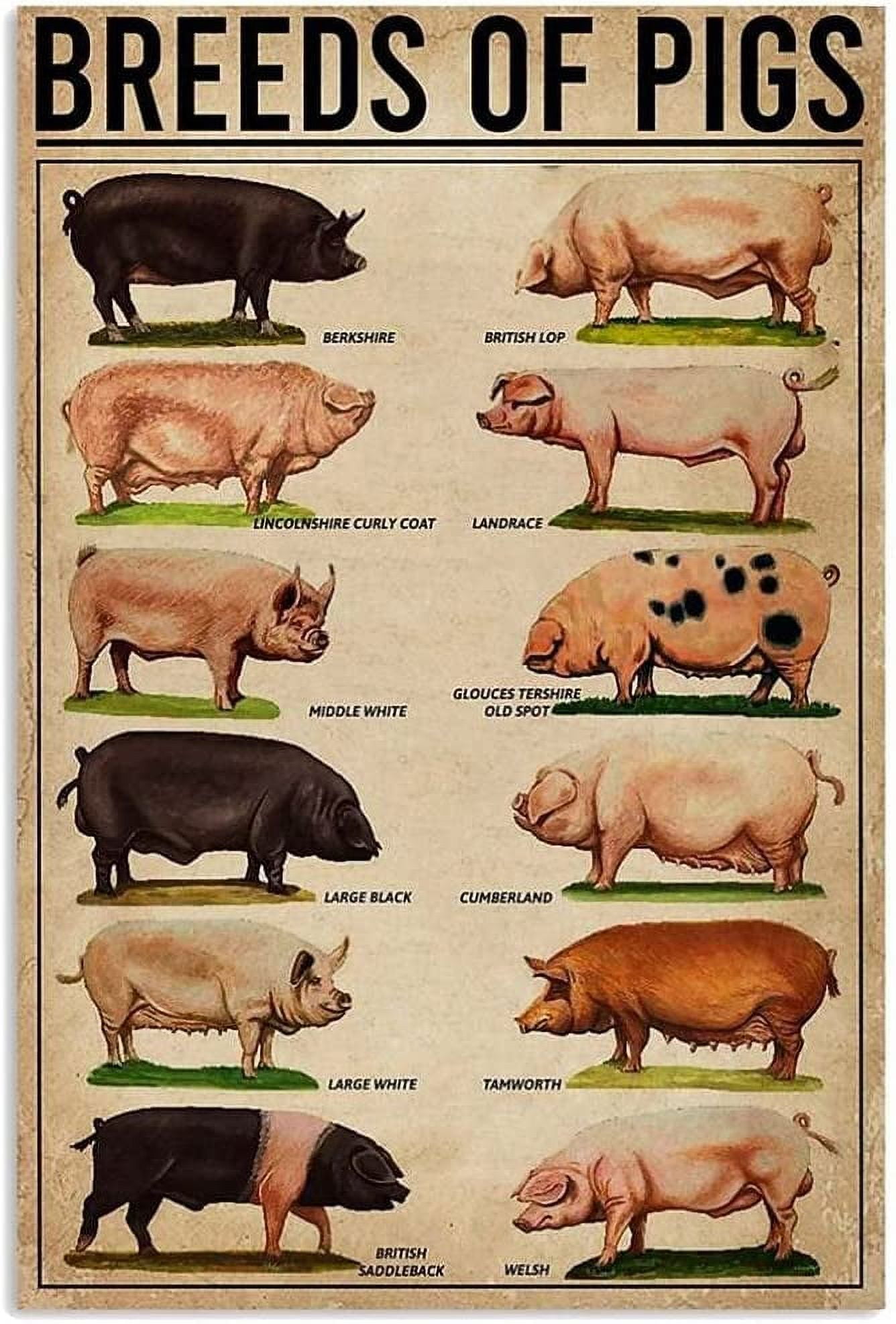 Breeds Of Pigs Diamond Painting Kits for Adults,Pig 5D Diamond Art Kits ...