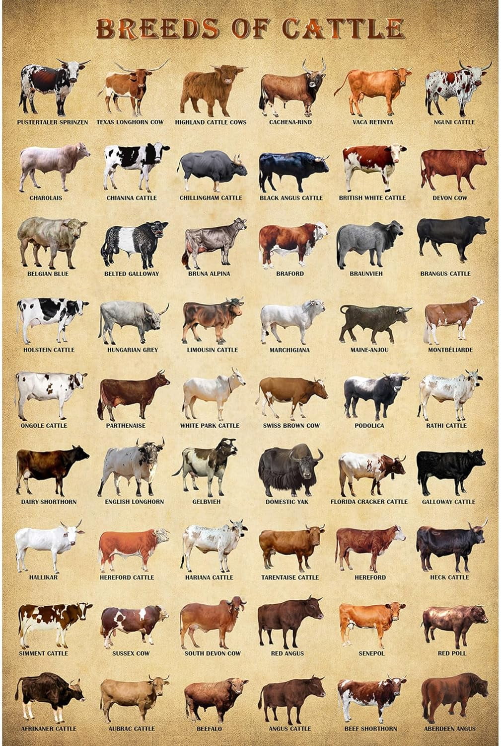 Breeds of Cattle Poster,Common Breeds of Beef and Dairy Cows, Animal Poster Farmhouse Wall Art ...