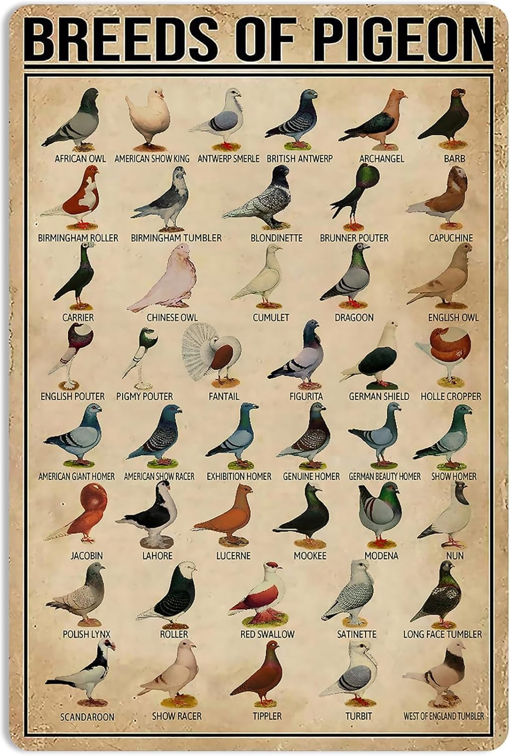 Breeds of Pigeon Metal Tin Signs Pigeon Education Encyclopedia ...