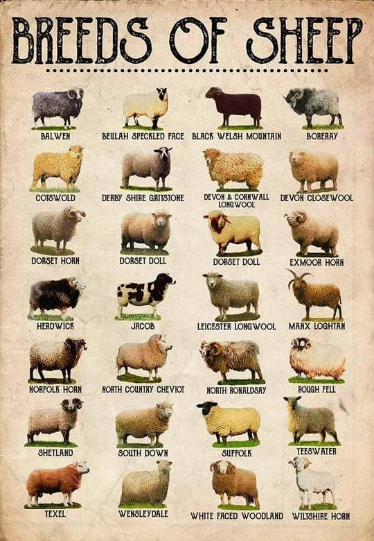 Breeds of Sheep for Bars Club Cafes Pubs Wall Art Mothers Day Metal ...