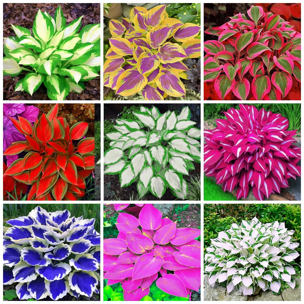 Breoudo Mix 200+ITSC Hosta Seeds (Shade-Tolerant Perennials) - Easy to ...