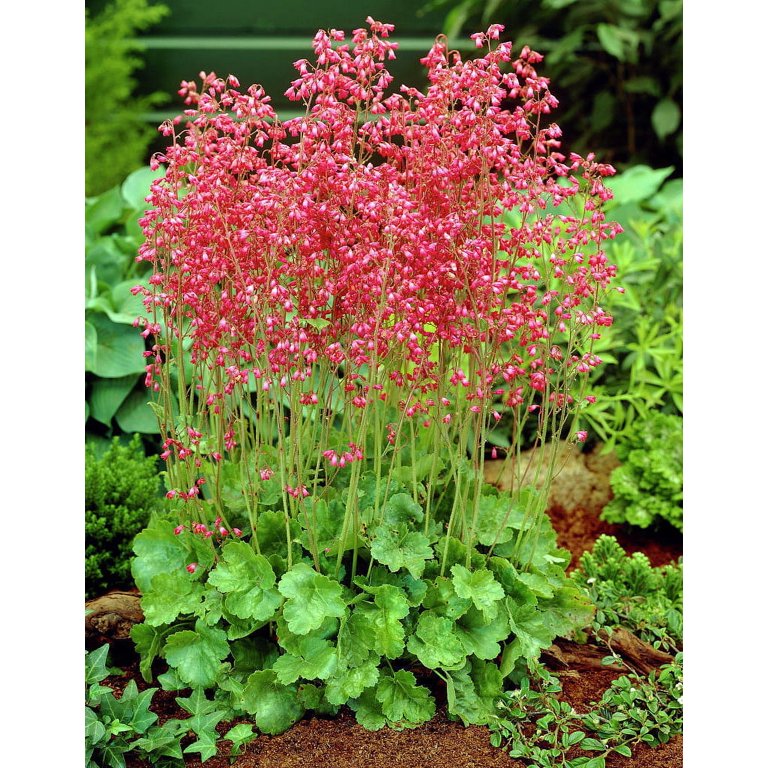 Heuchera Sanguinea Bressingham Hybrids