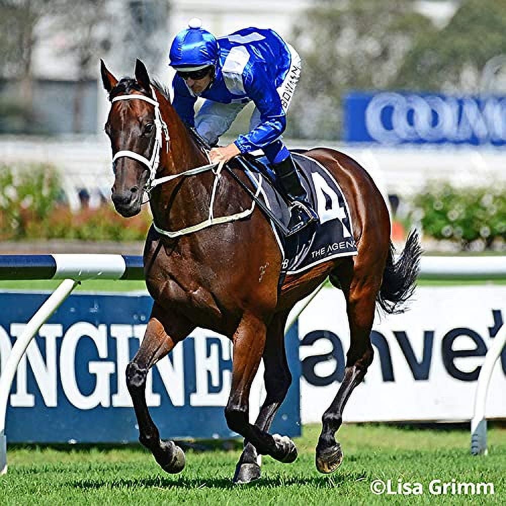 Breyer Horses Traditional Series Winx | Australian Racehorse | Horse ...