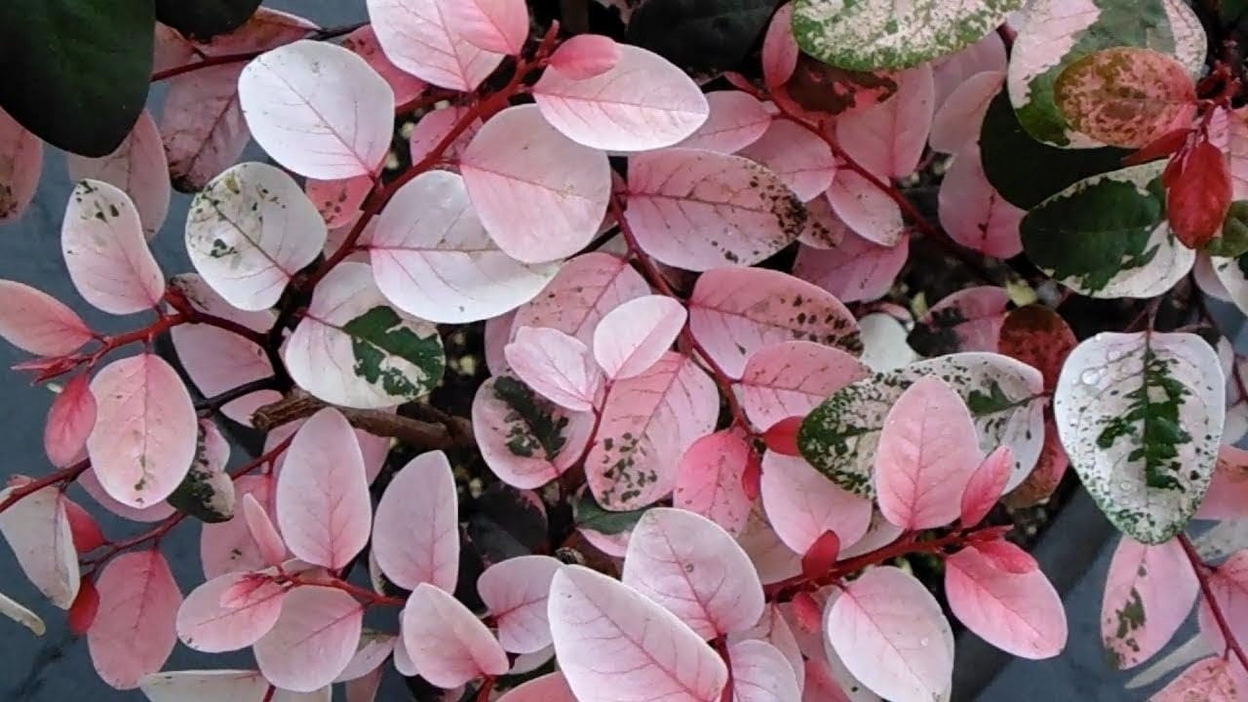 Breynia Disticha Roseopicta Snowbush 30 Live Plants Ornamental Shrub ...