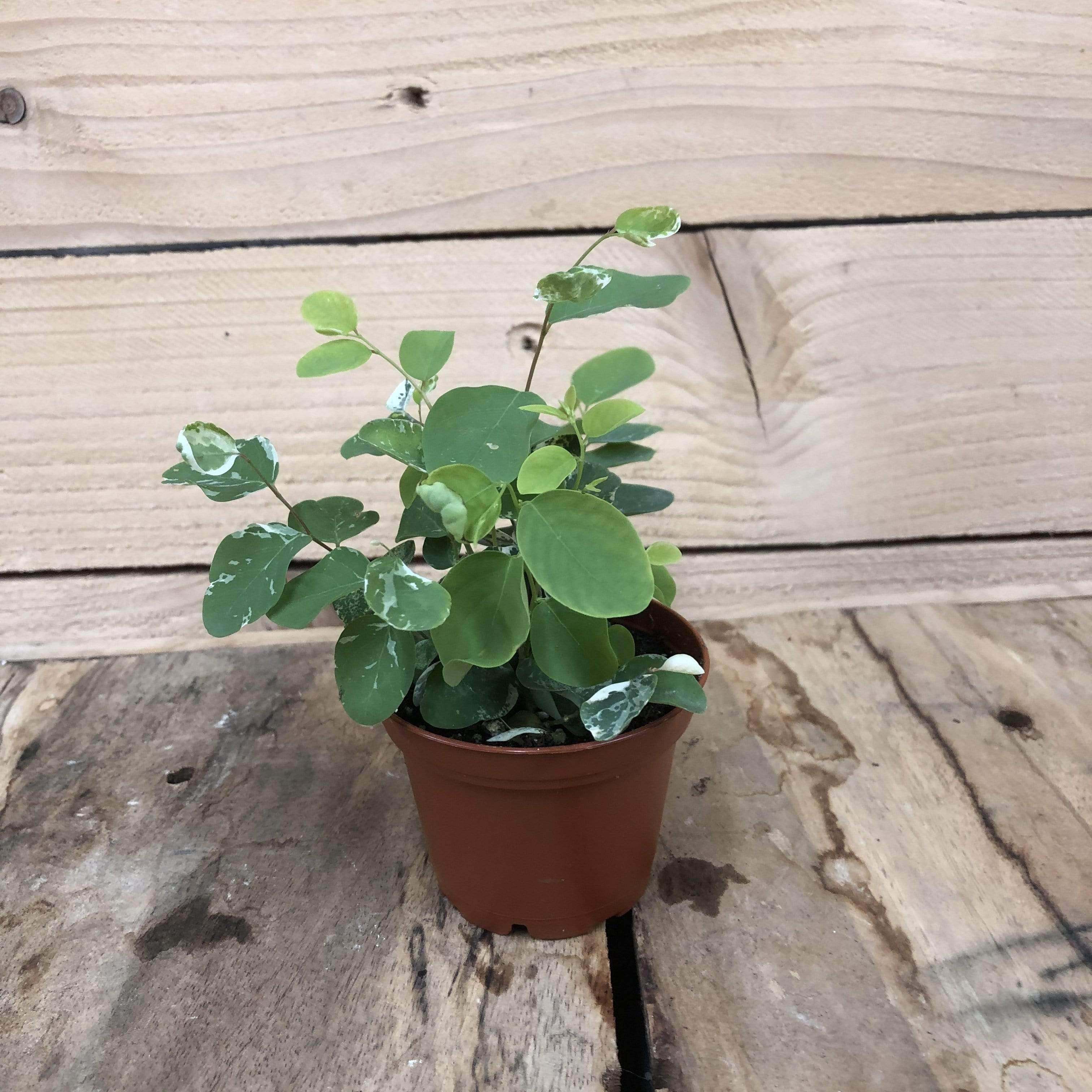 Breynia Nivosa Mini Snowbush, 2" Plant - Walmart.com