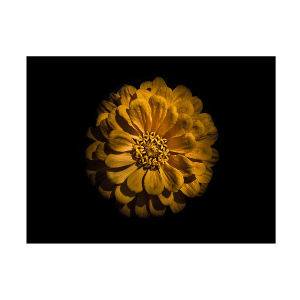 Brian Carson 'Backyard Flowers 58 Color Version' Canvas Art - Walmart ...
