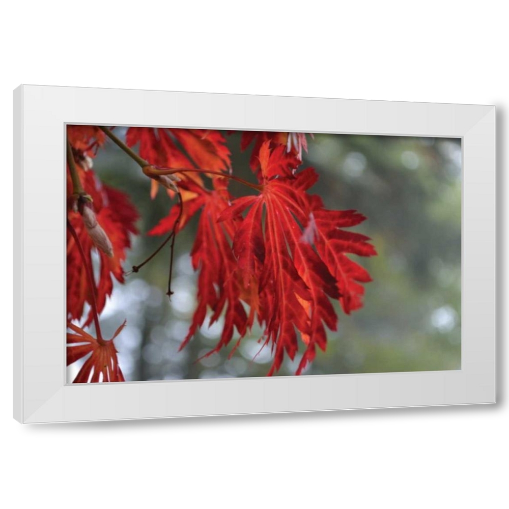 Brian Moore 14x11 White Modern Wood Framed Wall Art Titled - Red Leaves ...
