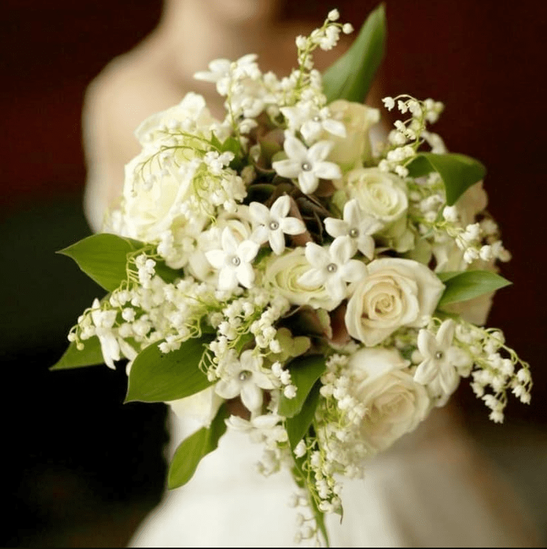 Bridal Wreath Jasmine Live Plant for Planting, Stephanotis Floribunda ...