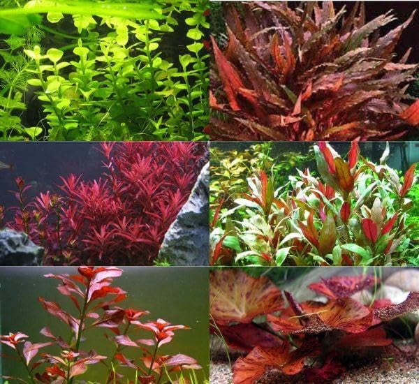Bright Color Live Aquatic Plant Bundle - Pack of 6 Freshwater Plants ...