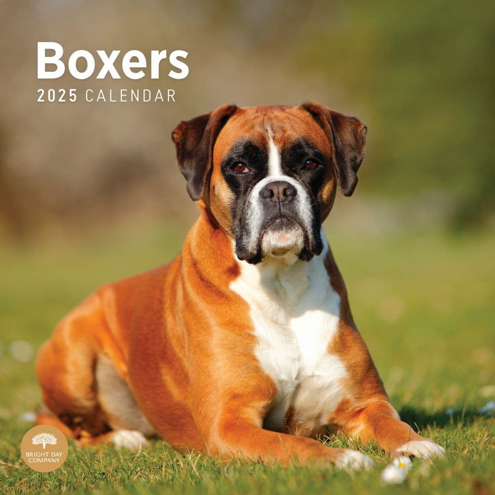 Bright Day Calendars, Boxers 2025 Wall Calendar - Walmart.com
