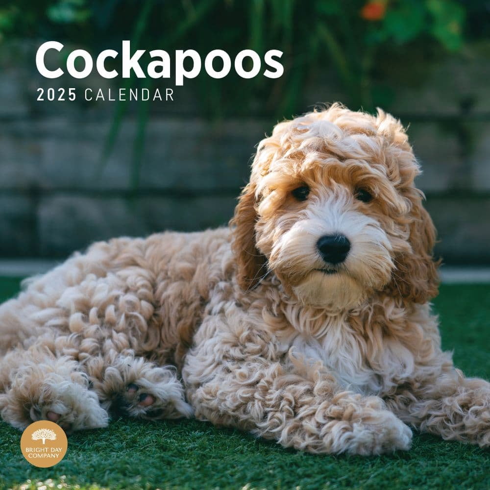 Bright Day Calendars, Cockapoos 2025 Wall Calendar - Walmart.com