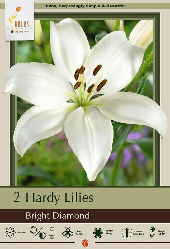 Bright Diamond Asiatic Lily - 2 Bulbs - Pure White - 14/16cm - Walmart.com