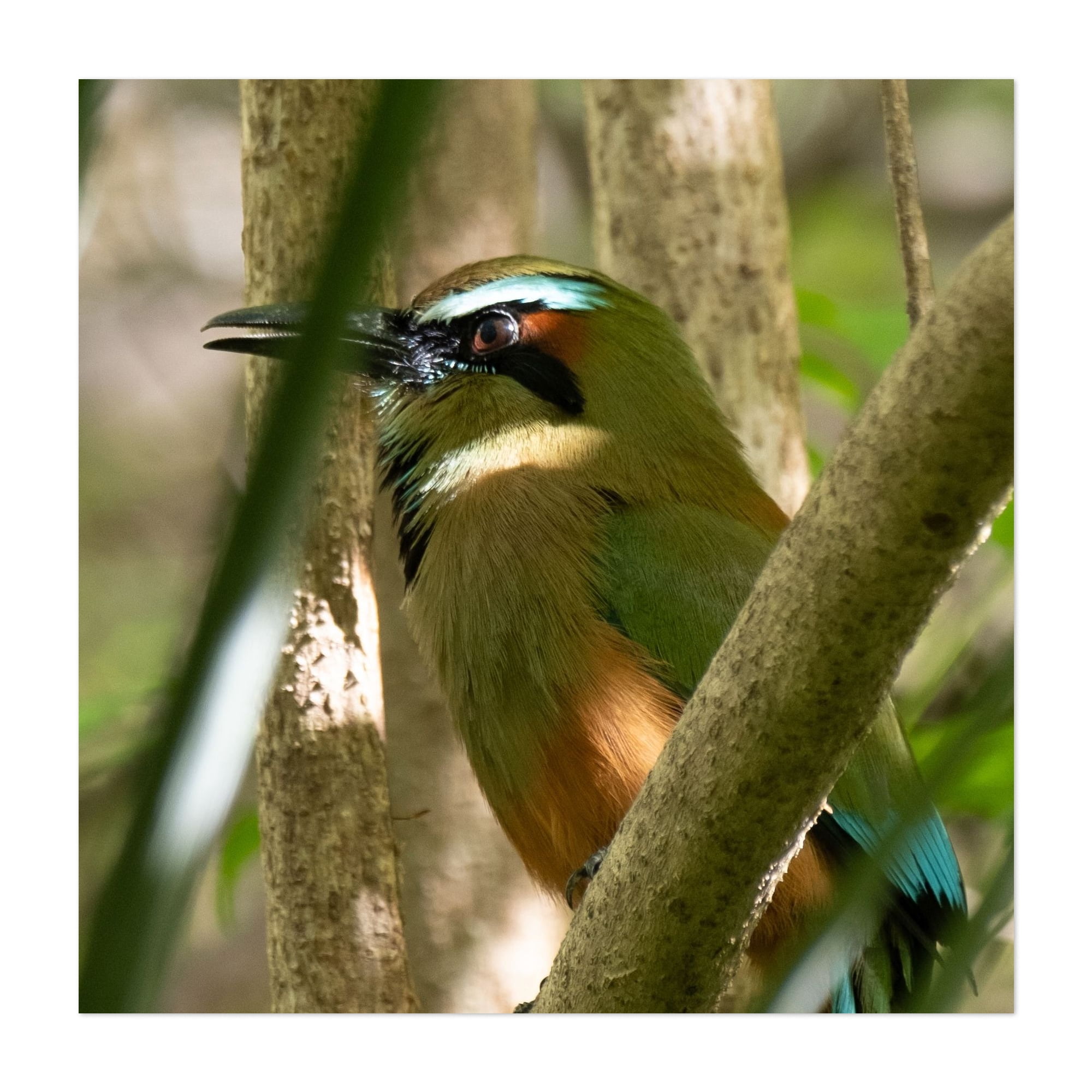 Bright Eyes - Coco Guanacaste Province Costa Rica Photography Wildlife ...