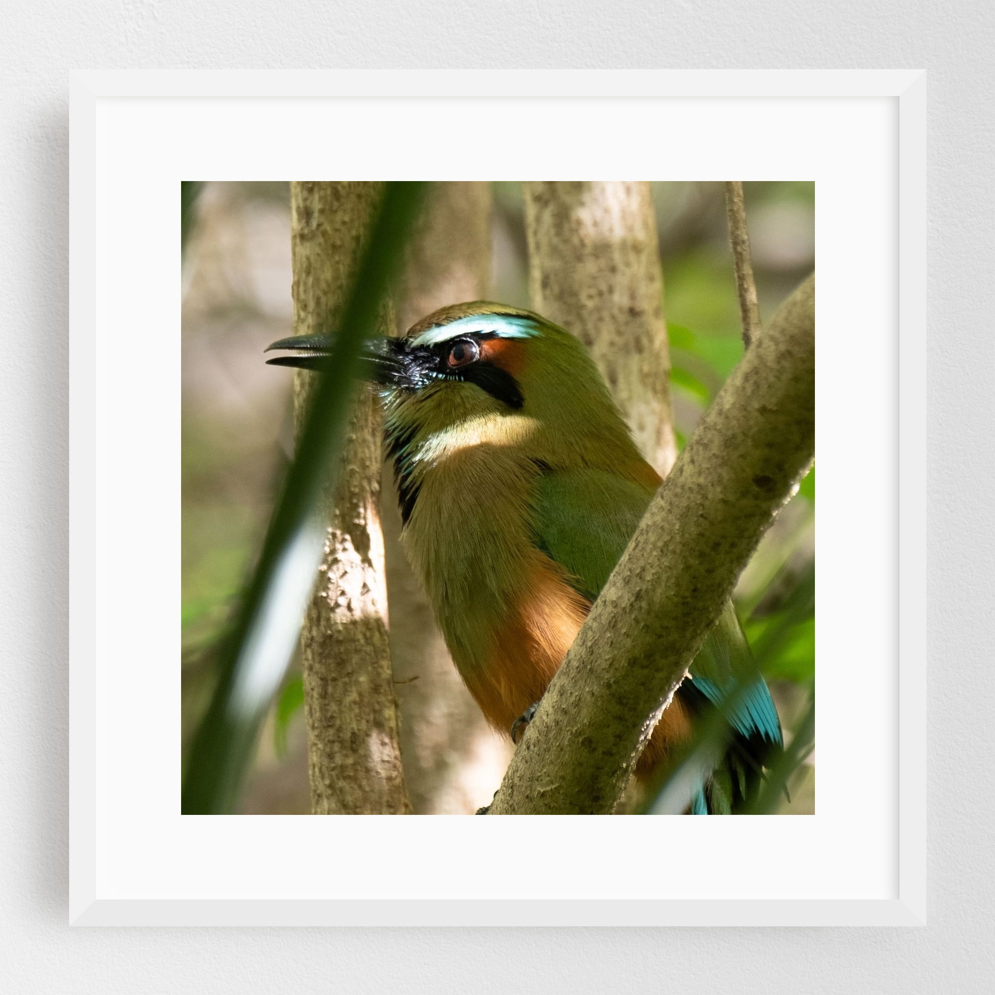 Bright Eyes - Coco Guanacaste Province Costa Rica Photography Wildlife ...