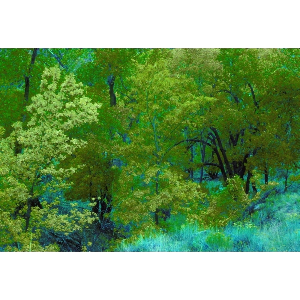 Bright Green Trees And Vegetation Poster Print - Walmart.com