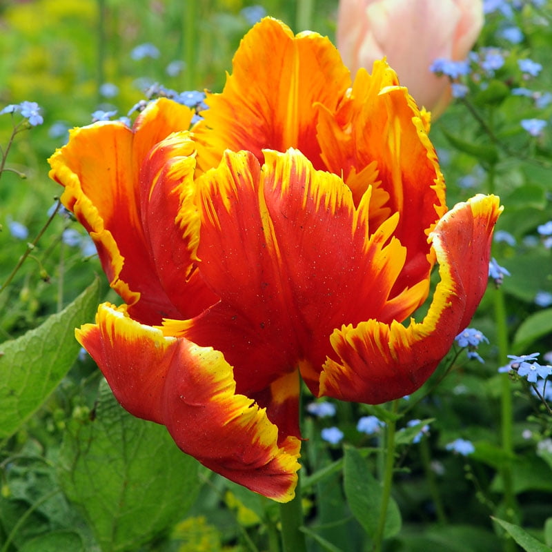 Bright Parrot Tulip Flower Bulbs - 10 Bulbs per Pack - Good as Cut ...