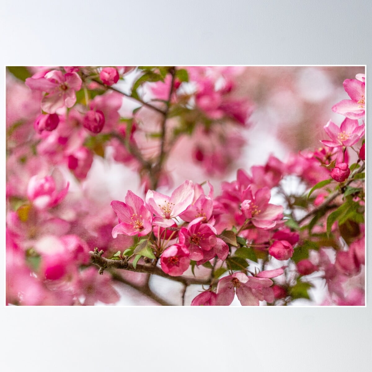 Bright Pink Crabapple Blossoms Poster Wall Art, Modern Wall Decor For Living Room Bedroom, 24x36 ...