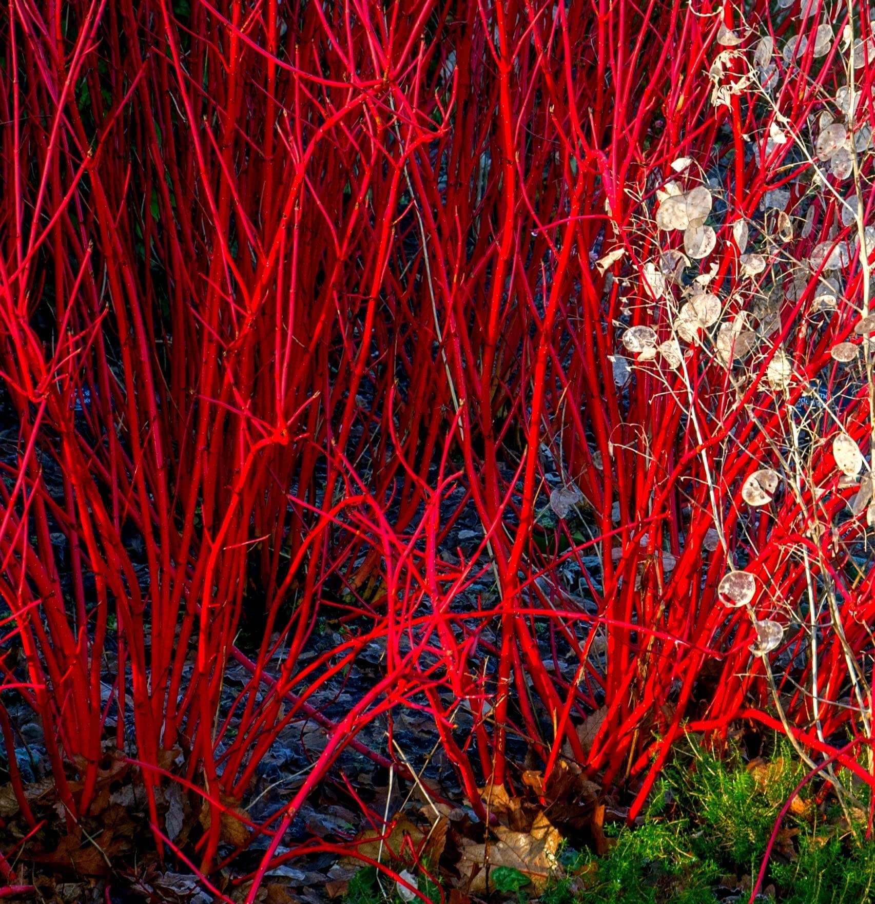 Bright Red Dogwood Cuttings to Plant - No Roots, Easy to Grow, Privacy ...