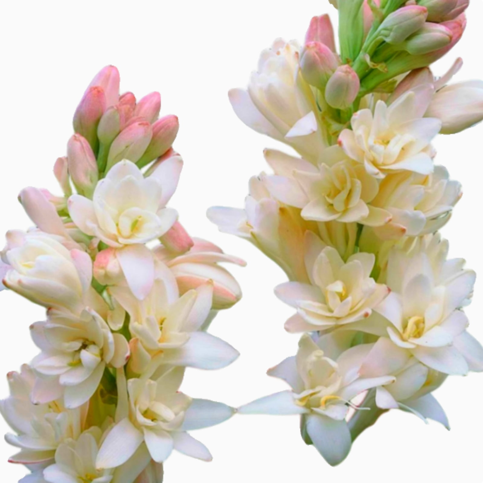 Bright Tuberose Bulbs - Fragrance - Professional for Enhancing Your ...