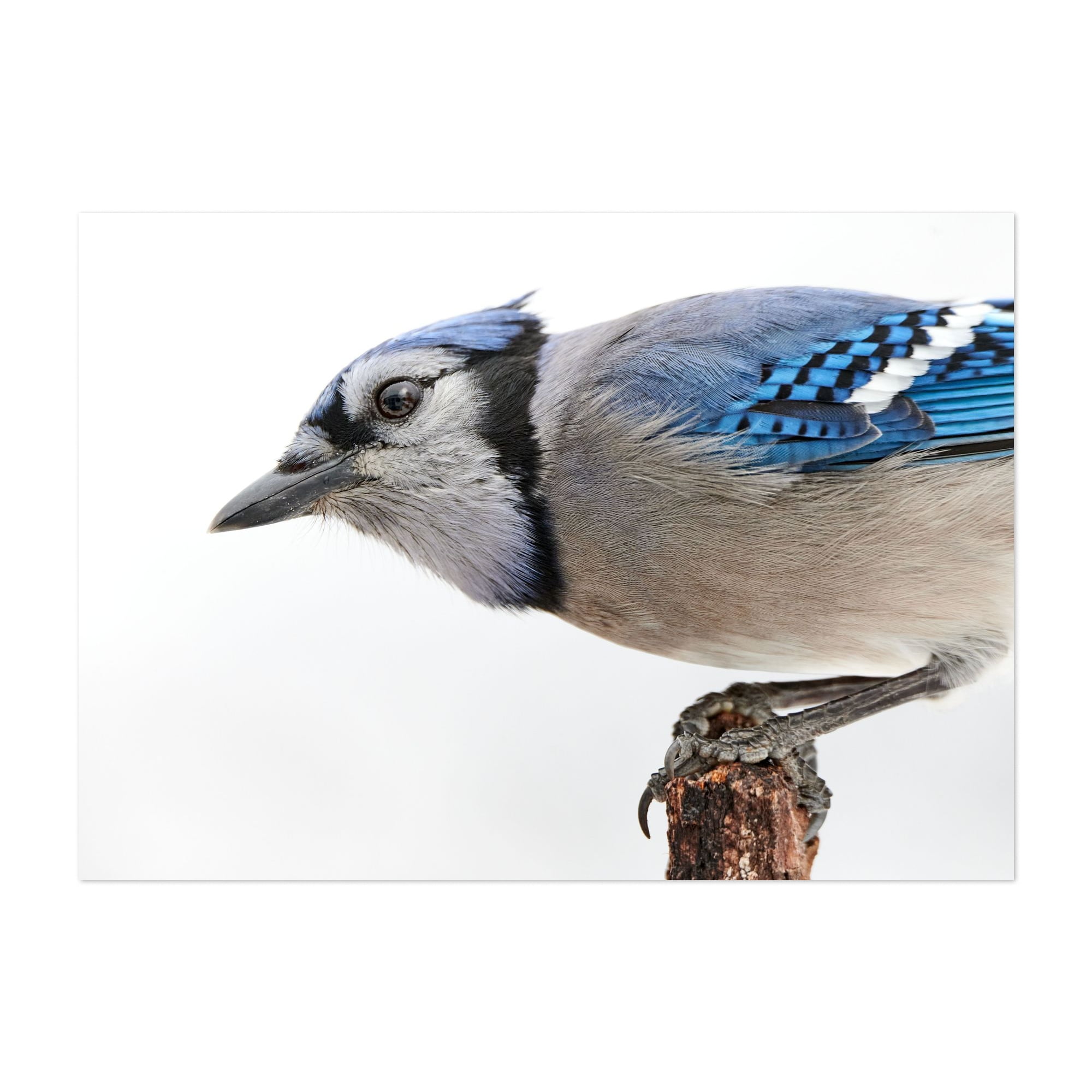 Bright-eyed Blue Jay - Photography Bird Wildlife Nature Animal Portrait ...