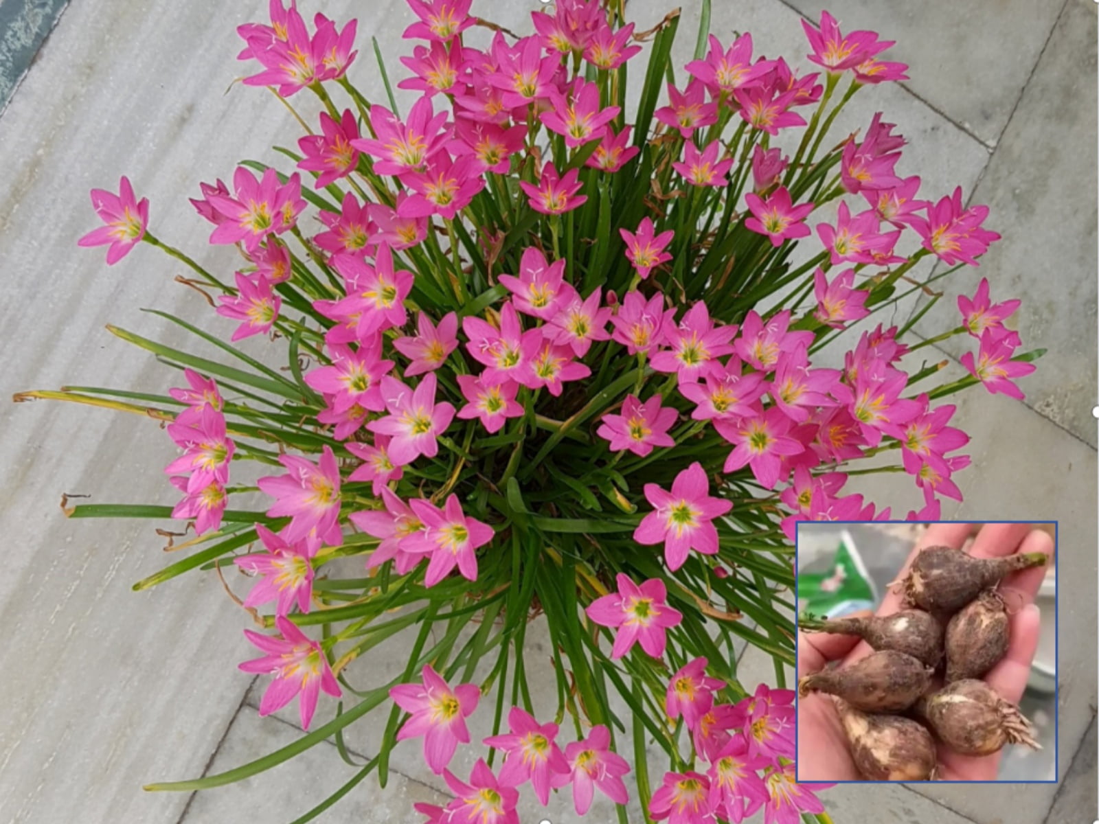 Bright hybrid Rain lily for Sale Exquisite Ornamental Blooms Simple To ...