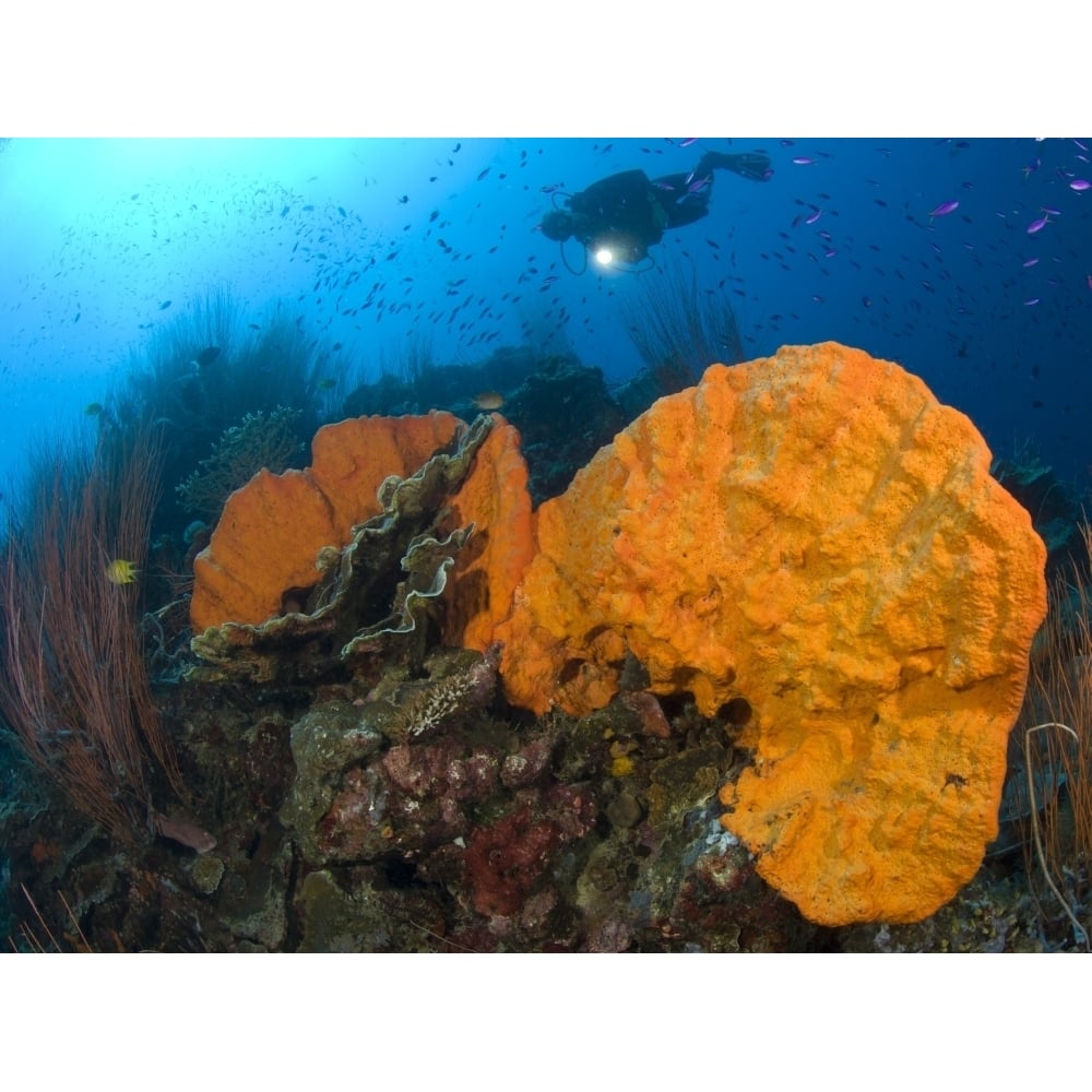 Bright orange sponge with diver and torch, Kimbe Bay, Papua New Guinea ...