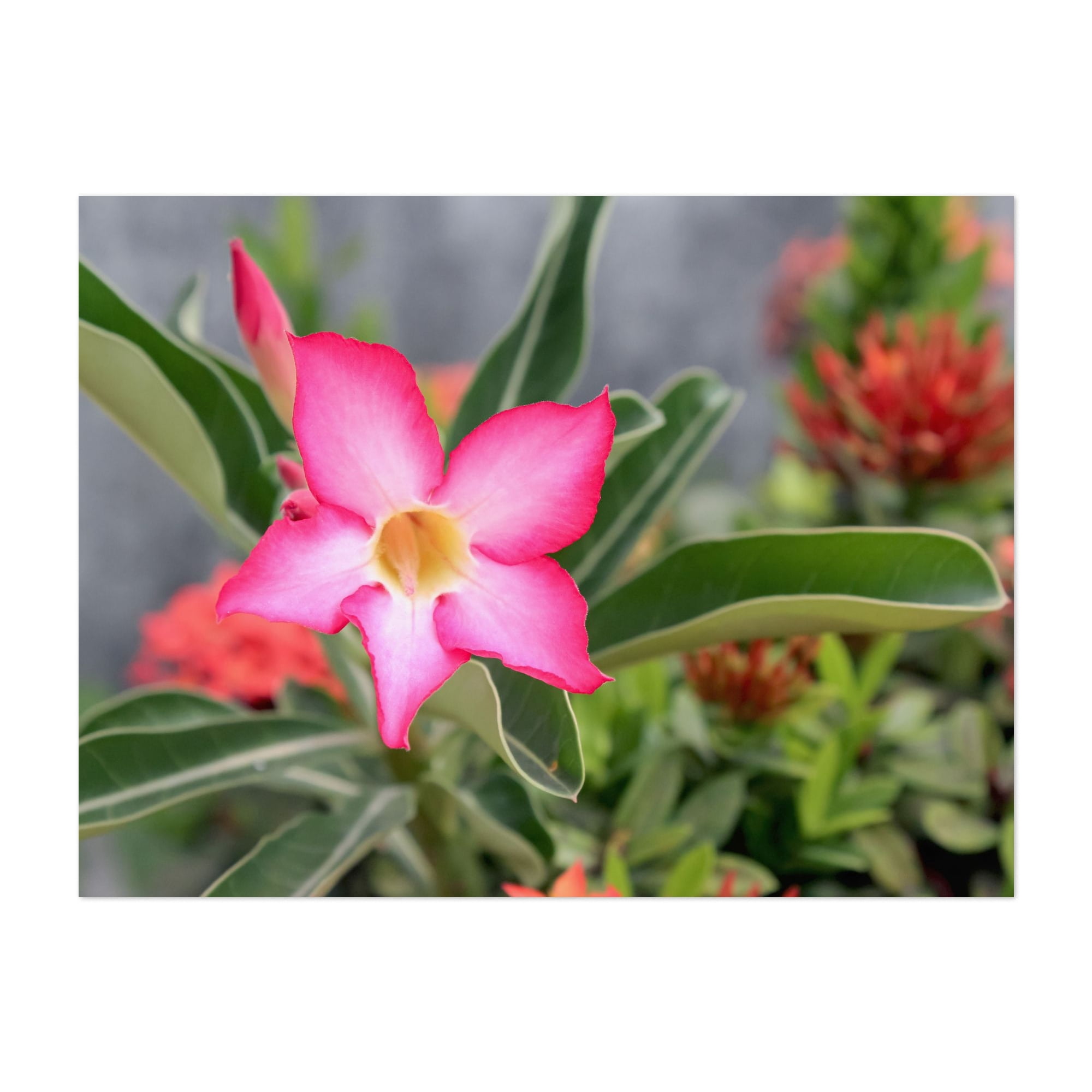 Bright pink tropical flower is near concrete wall. - Thailand ...