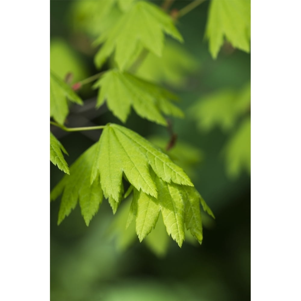 Bright vine maple leaves; Hamlet Oregon United States of America Poster ...