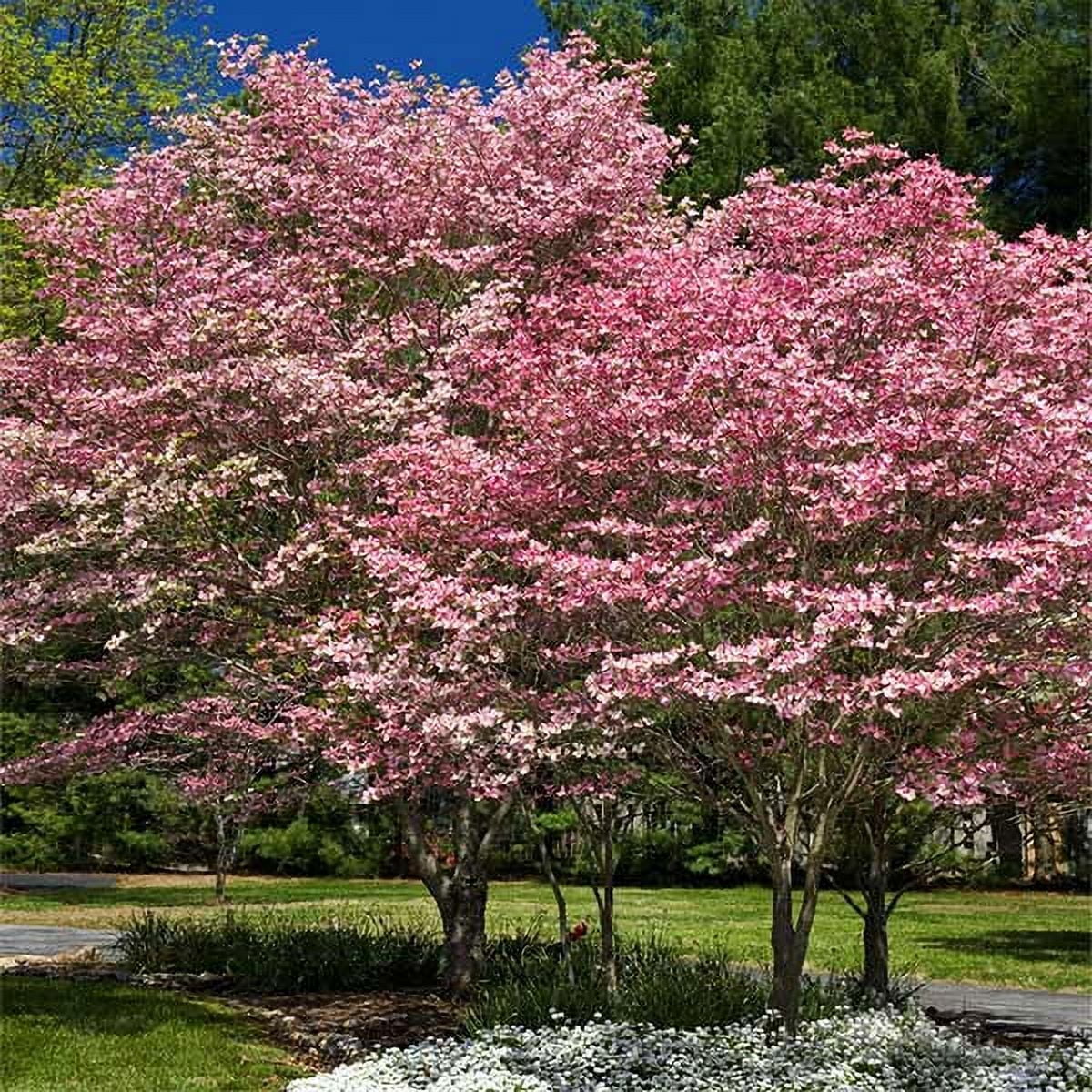 Brighter Blooms 2-3 ft Red Cherokee Brave Dogwood Live Plants in 1 gal ...