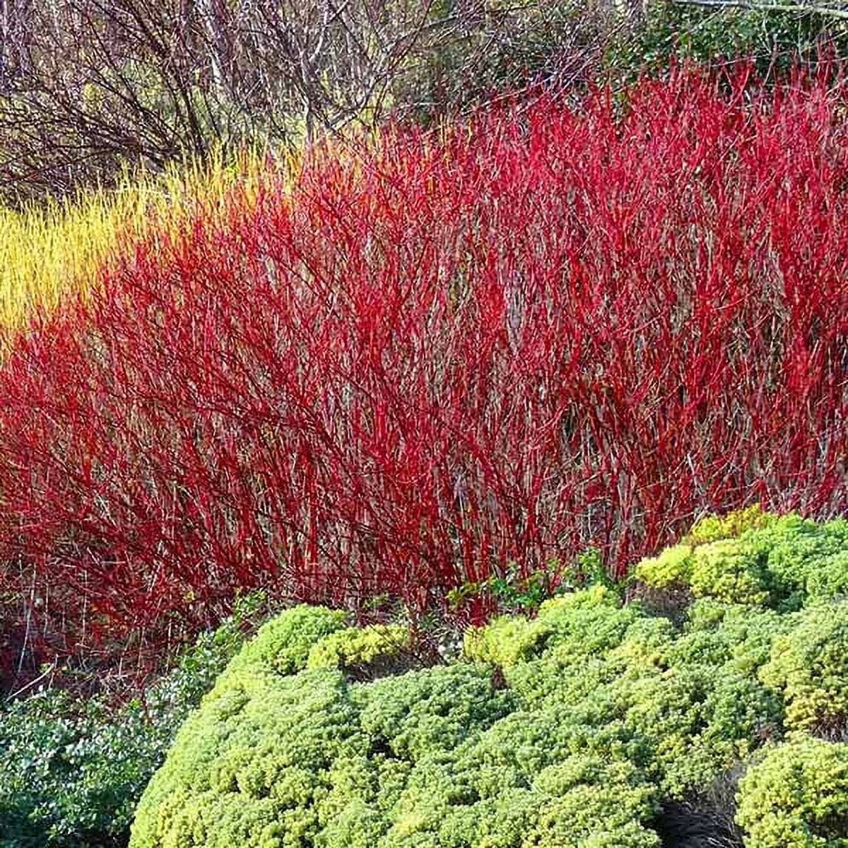 Brighter Blooms 3' Red Twig Dogwood Shrub Live Plants in 1 Qt Grower ...