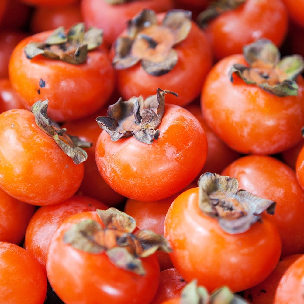 Brighter Blooms - American Persimmon Tree, 2-3 ft. - No Shipping To AK ...