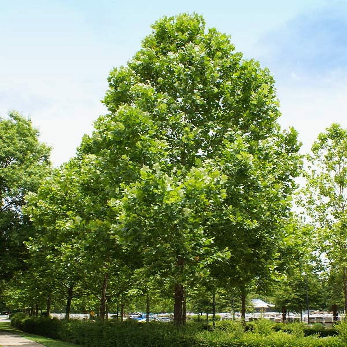 Brighter Blooms - American Sycamore Tree, 5-6 ft. - No Shipping To AZ ...