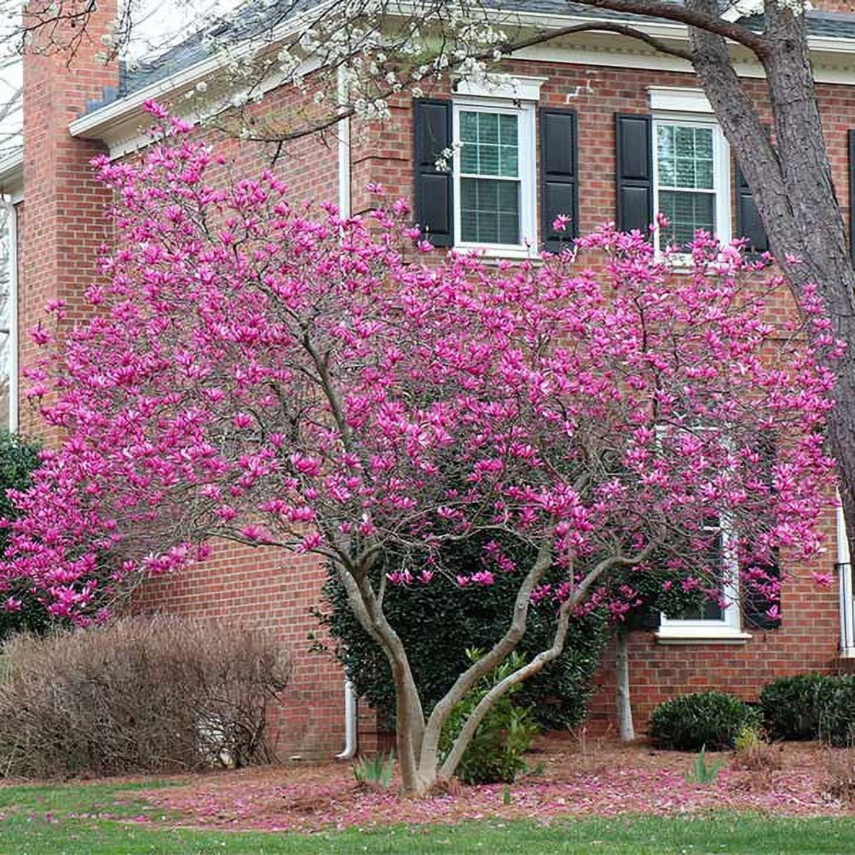 Brighter Blooms - Ann Magnolia, 3-4 ft. - No Shipping To AZ,OR ...