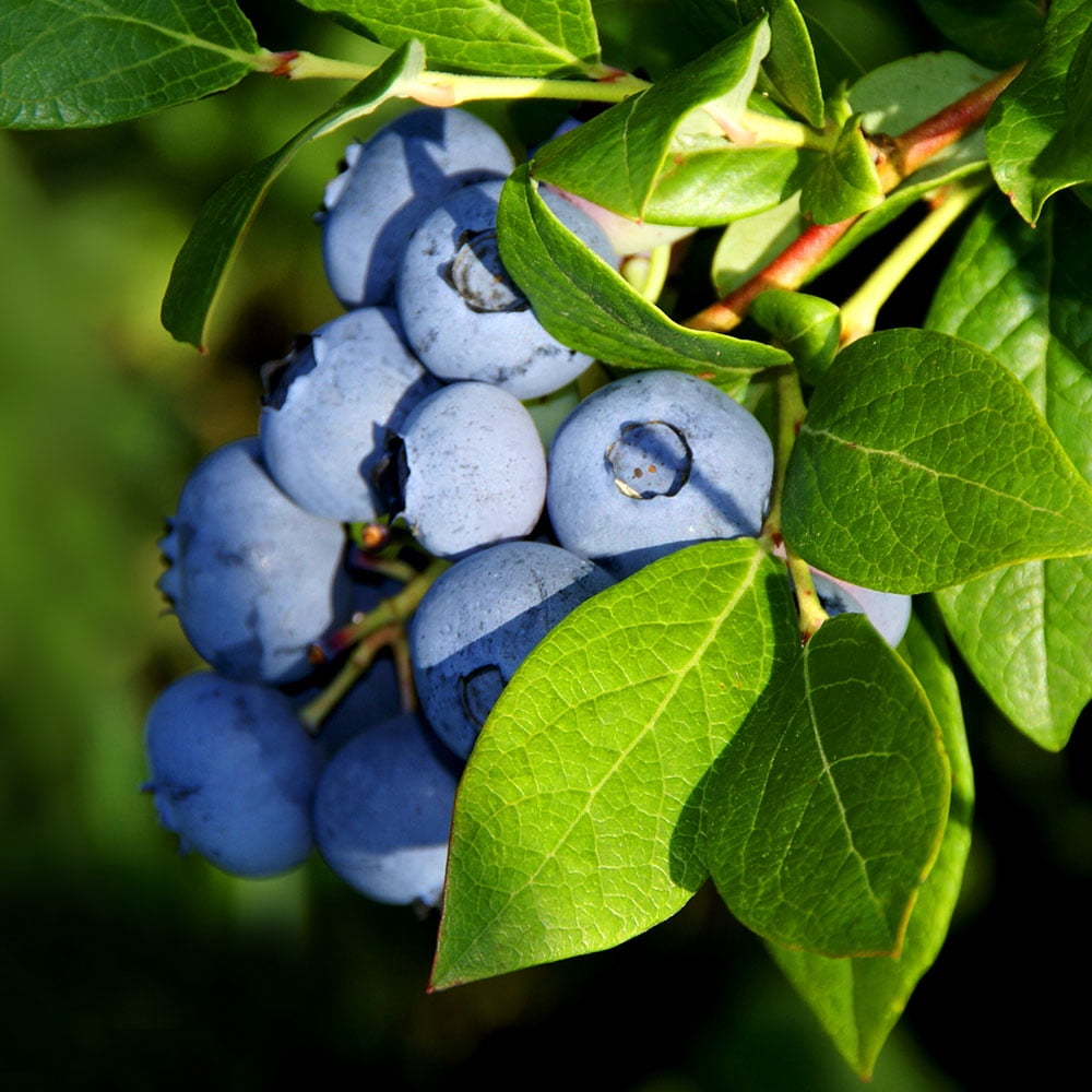Brighter Blooms - Aurora Blueberry Bush, 2 gal - No Shipping to AK, AZ ...