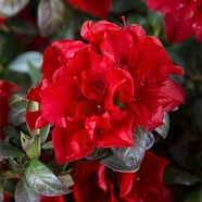 Brighter Blooms - Knock Out Rose Tree, 3-4 ft. - No Shipping To AZ ...