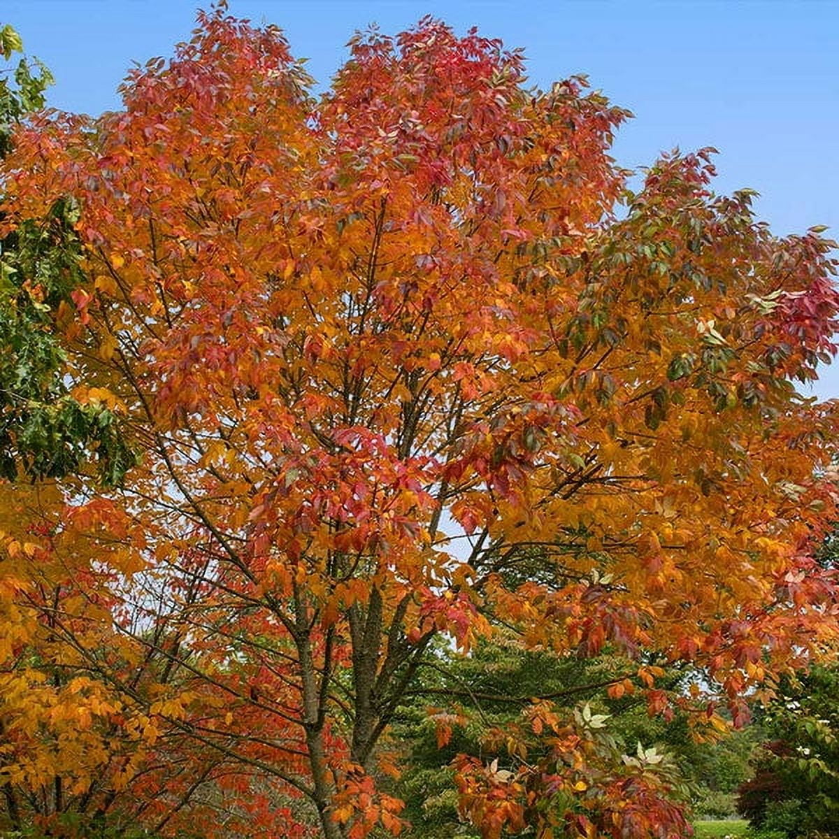 Brighter Blooms - Autumn Purple Ash Tree, 5-6 ft. - No Shipping To AZ ...