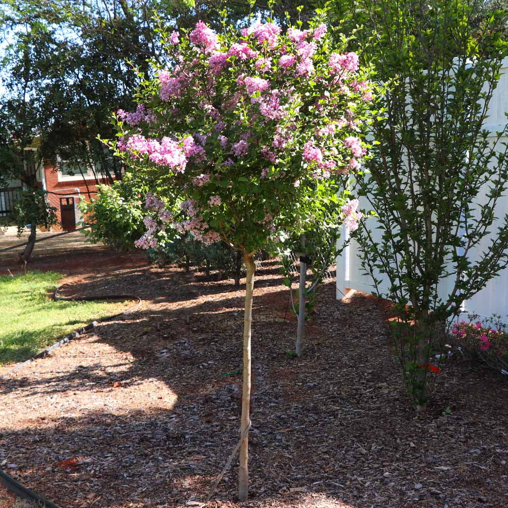 Brighter Blooms - Proven Winners® Bloomerang® Lilac Tree, 4-5 ft. - No ...