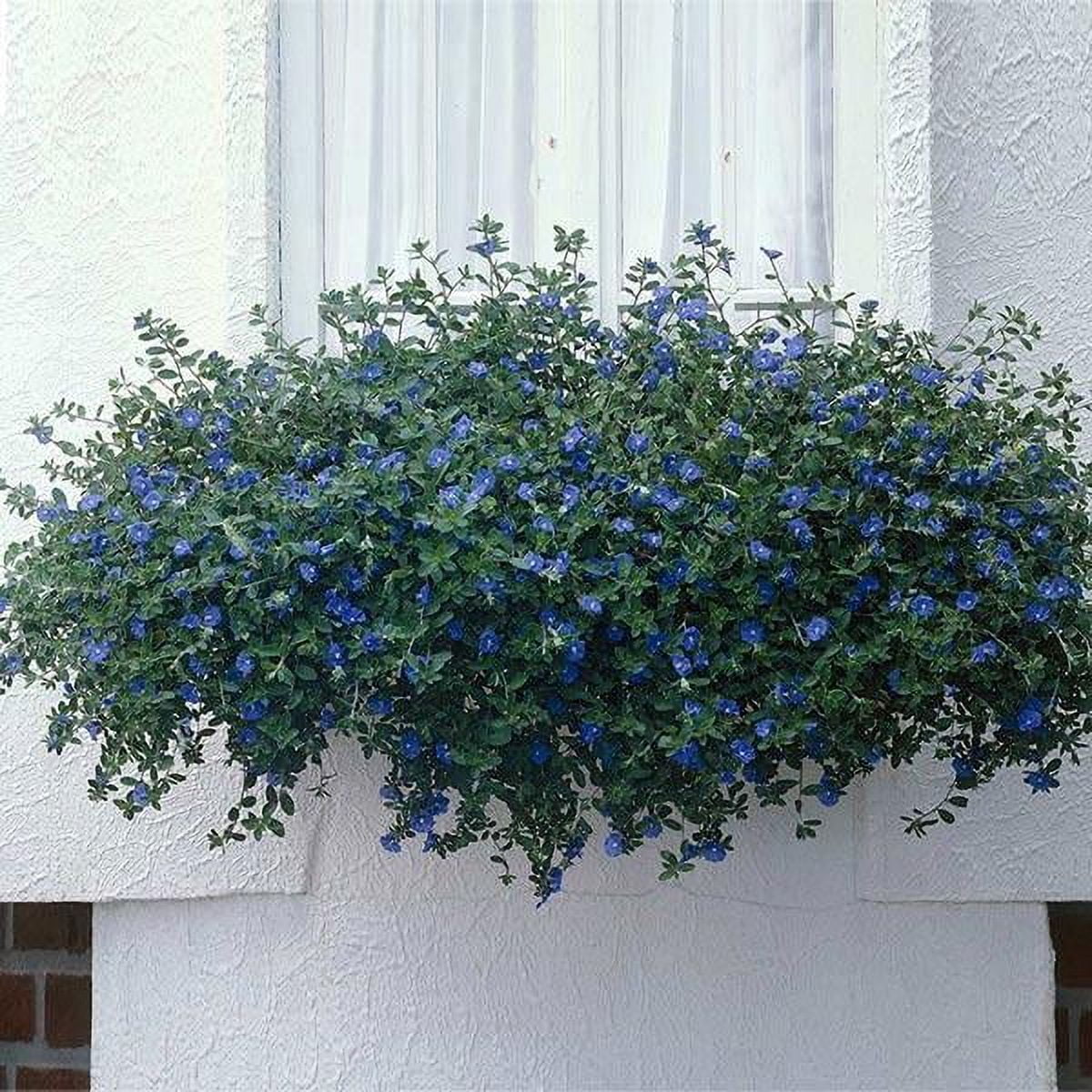 Morning Glory Stores