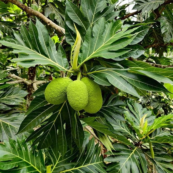 Fruit Trees in Trees - Walmart.com