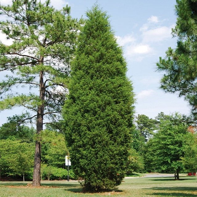 Brighter Blooms Brodie Eastern Red Cedar Tree Plant Seeds - Walmart.com